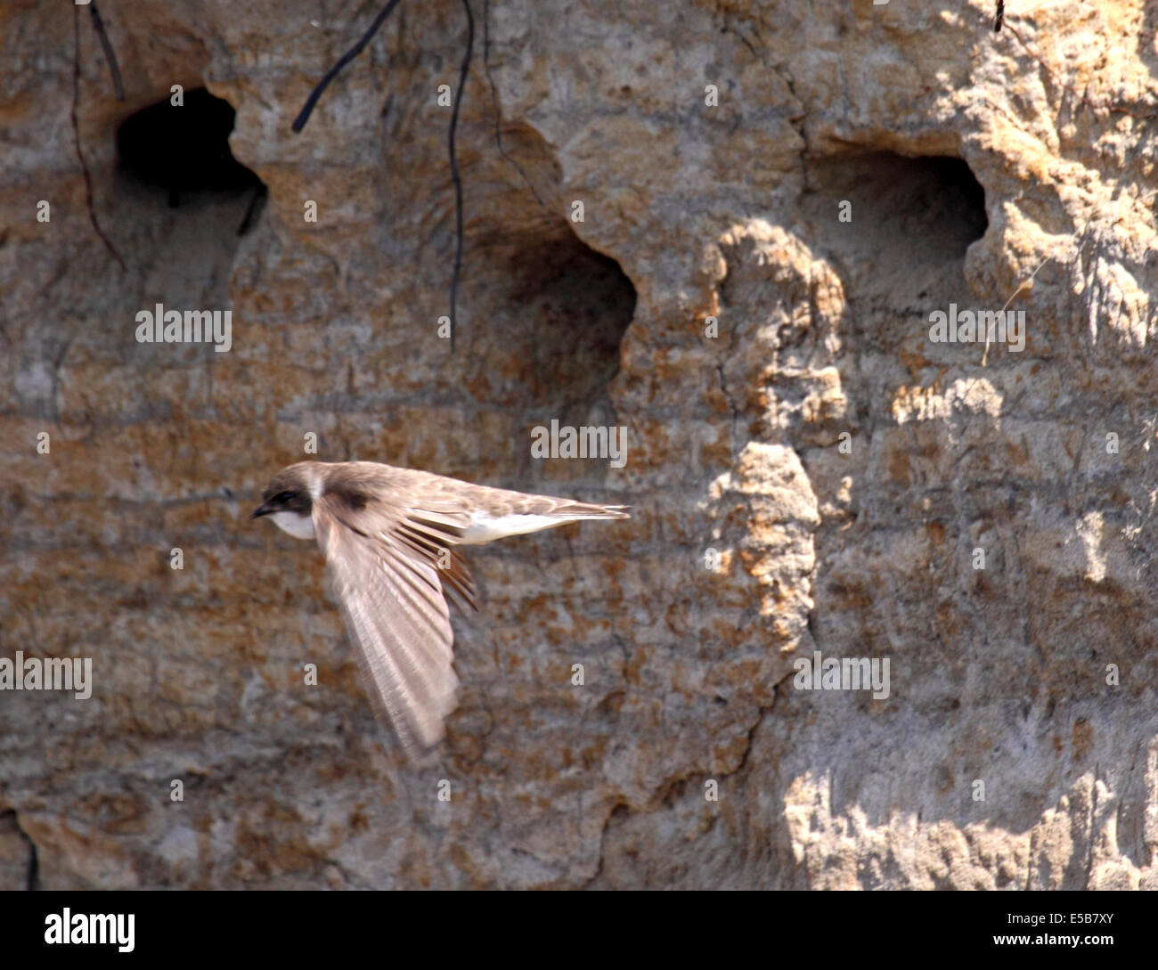Sand martin at colonial nesting site on riverbank in Poland Stock Photo ...