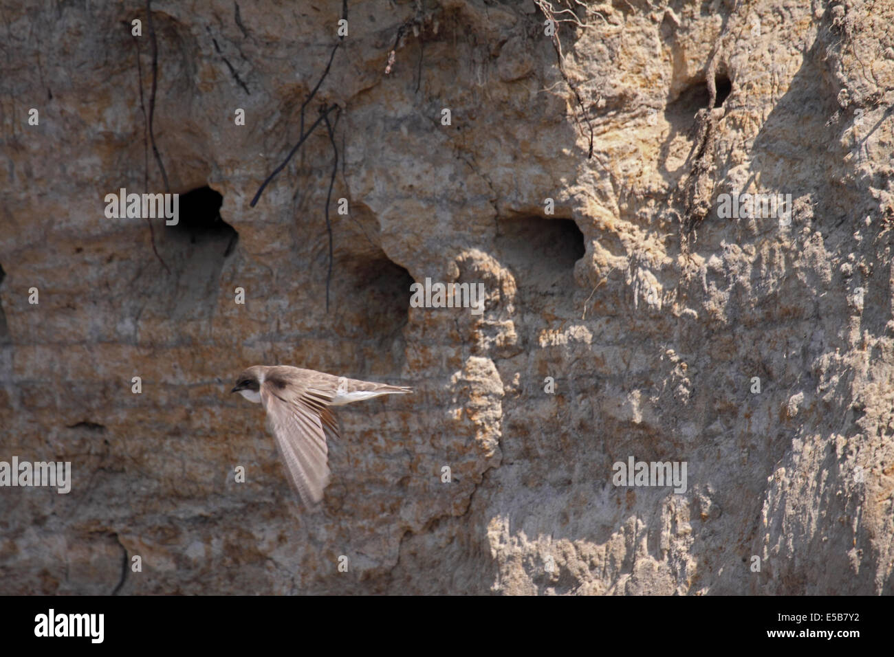 Sand martin at colonial nesting site on riverbank in Poland Stock Photo ...