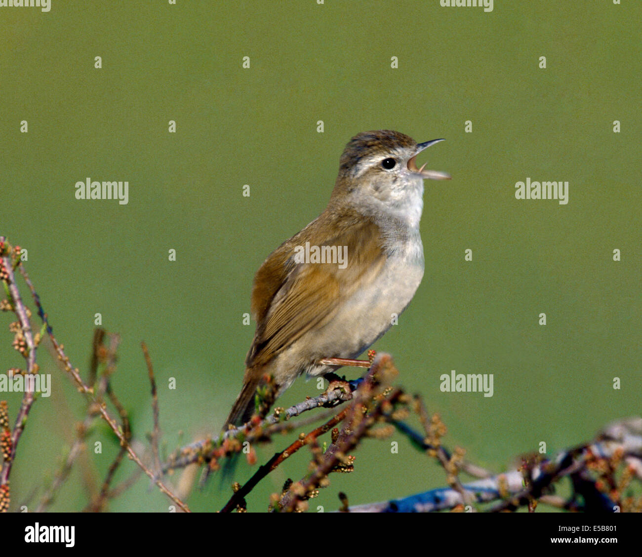 Cetti's warbler singing hi-res stock photography and images - Alamy