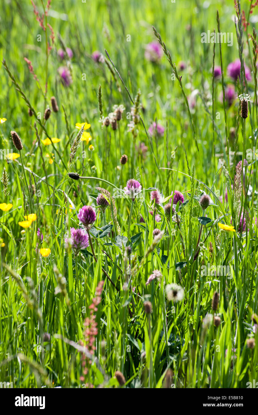 Hay meadow peak district hi-res stock photography and images - Alamy