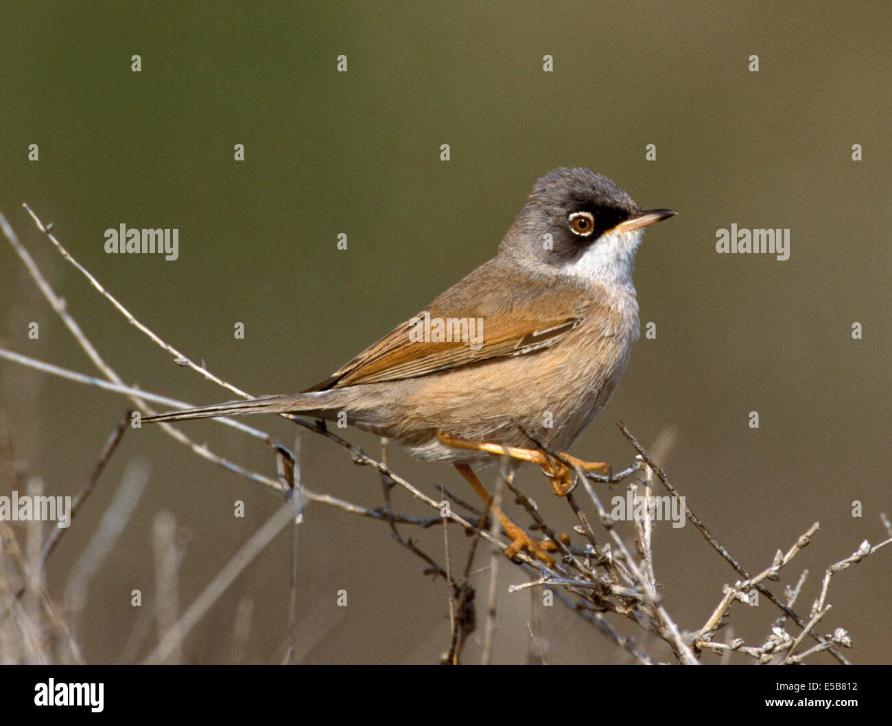 Spectacled Warbler - Sylvia conspicillata Stock Photo - Alamy