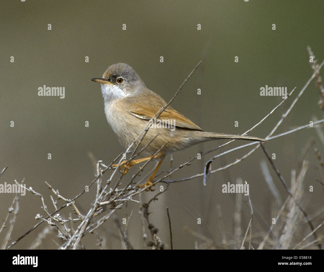 Spectacled Warbler - Sylvia conspicillata Stock Photo - Alamy