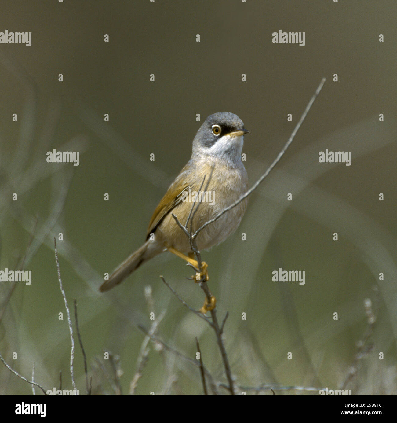 African warbler hi-res stock photography and images - Alamy