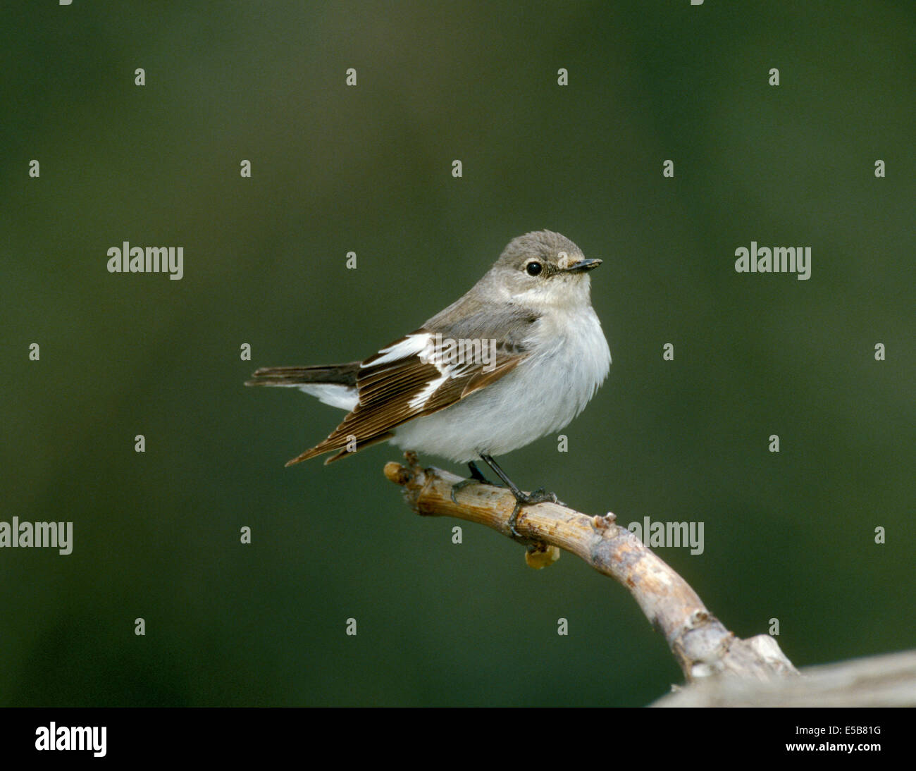 Collared Flycatcher, Female - Ficedula albicollis Stock Photo - Alamy