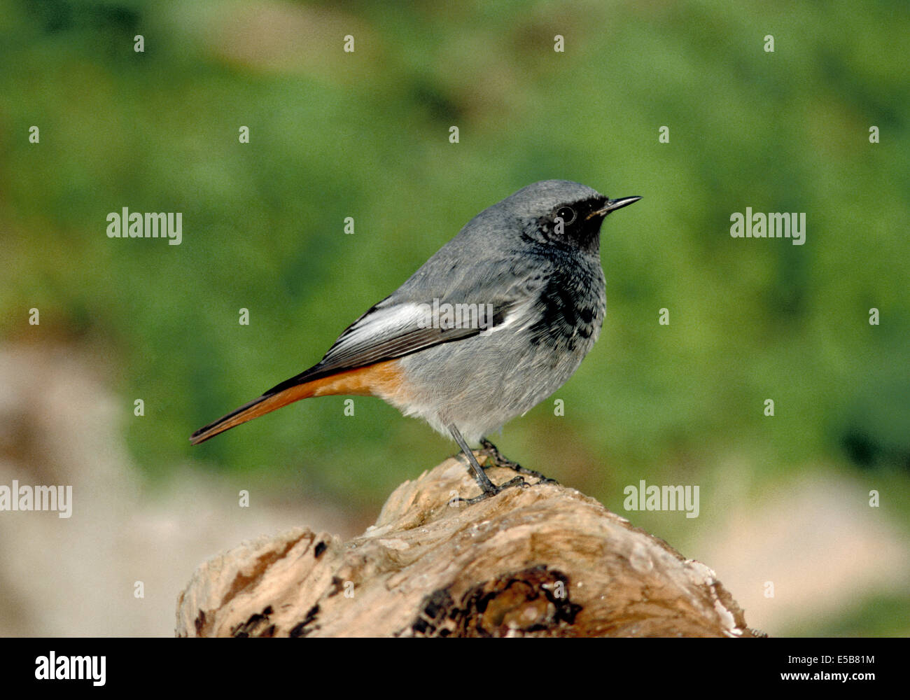 Black redstart hi-res stock photography and images - Alamy
