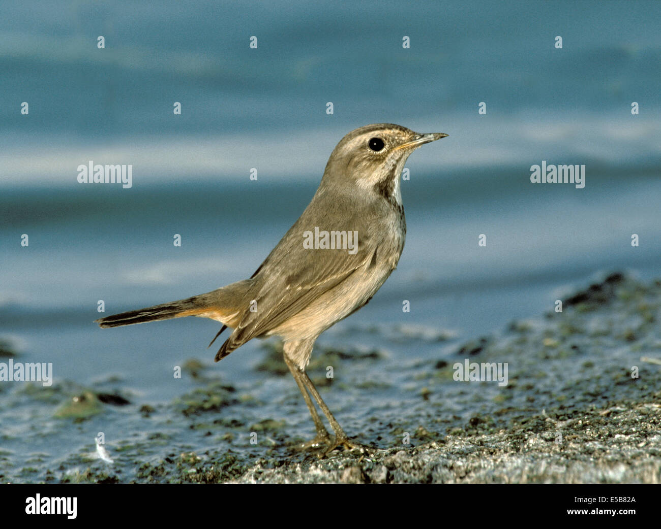 Bluethroat bird close up luscinia hi-res stock photography and images ...