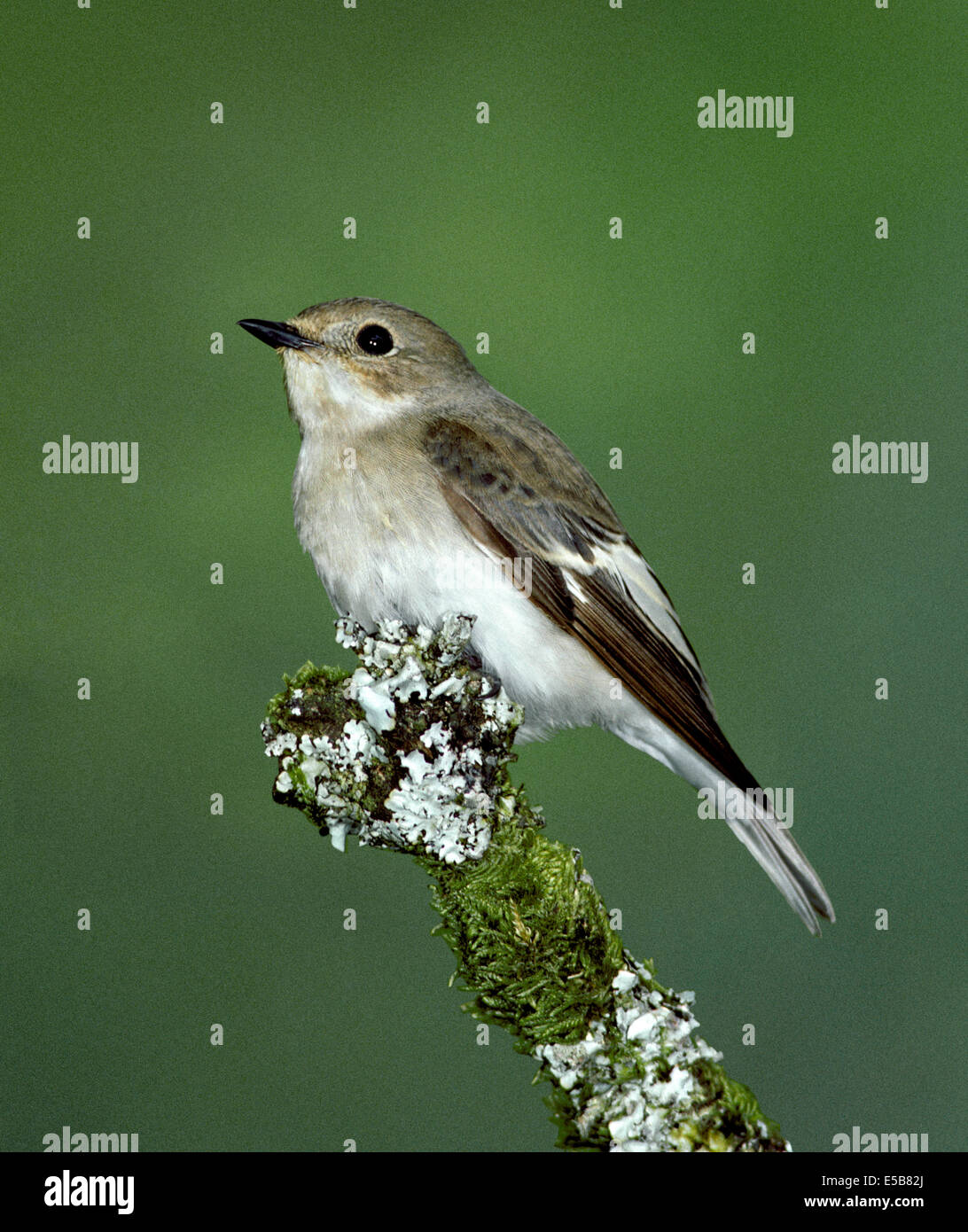 Female flycatcher hi-res stock photography and images - Alamy