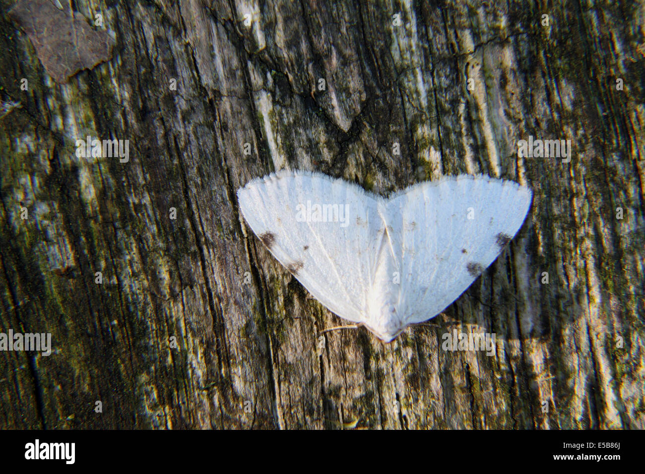 White pinion spotted moth at rest on tree bole in Northern England ...