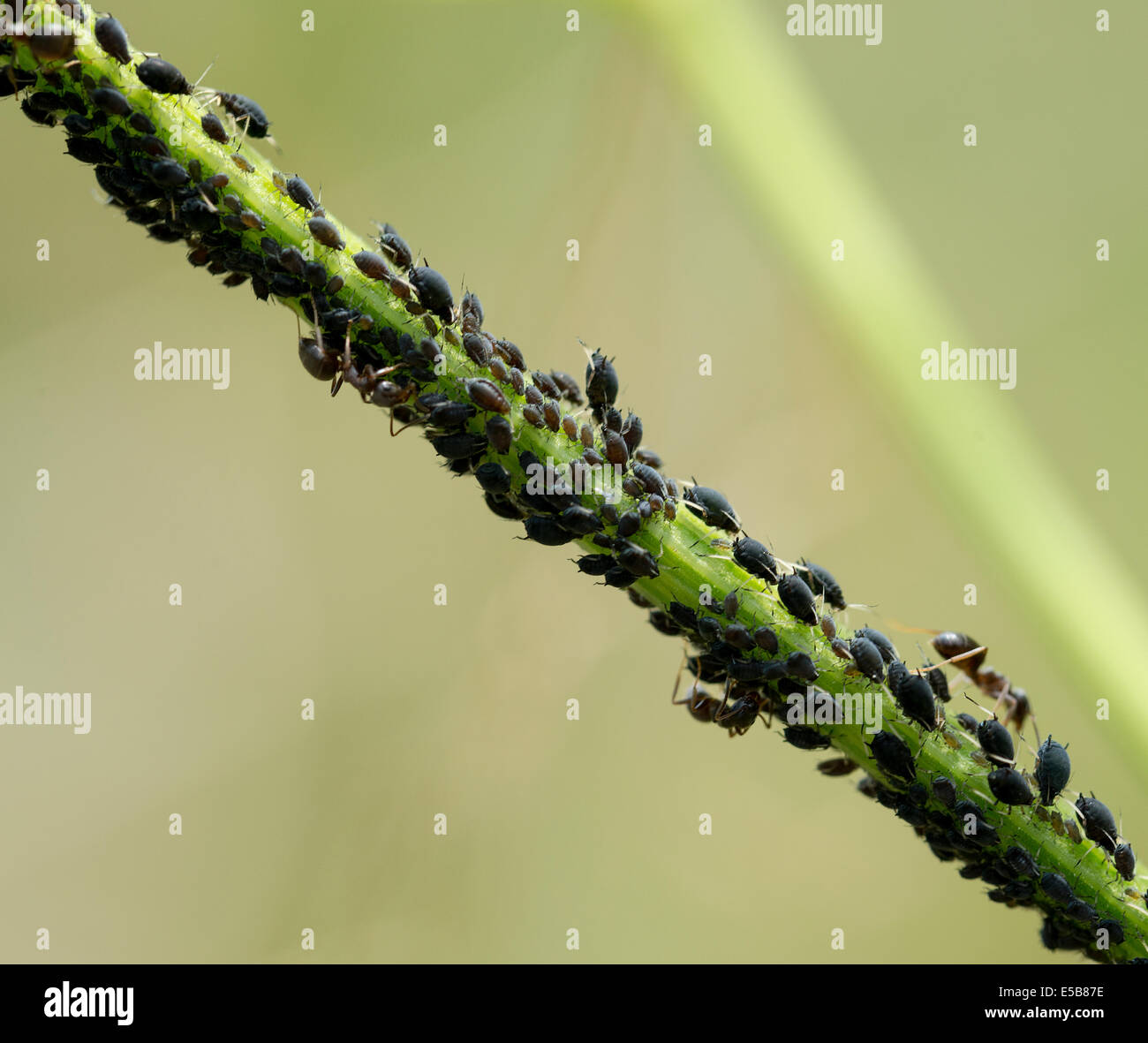 Louse flower hi-res stock photography and images - Alamy