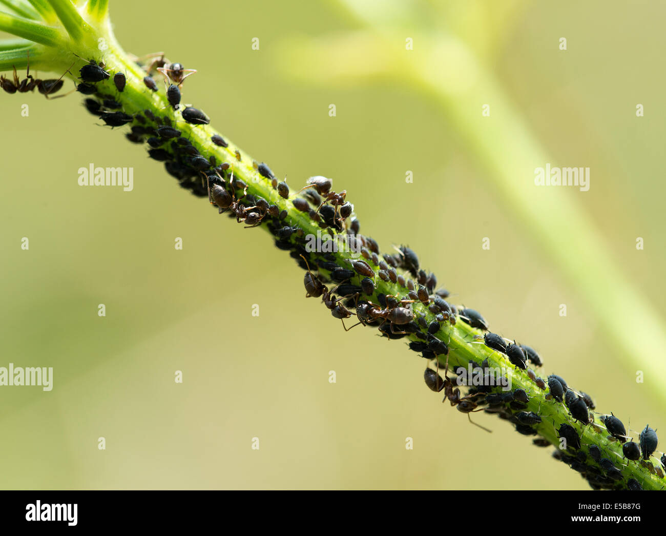 Louse flower hi-res stock photography and images - Alamy