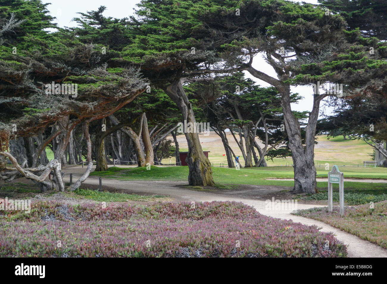 Cypress trees on the Pacific Grove golf course, Point Pinos, Pacific ...