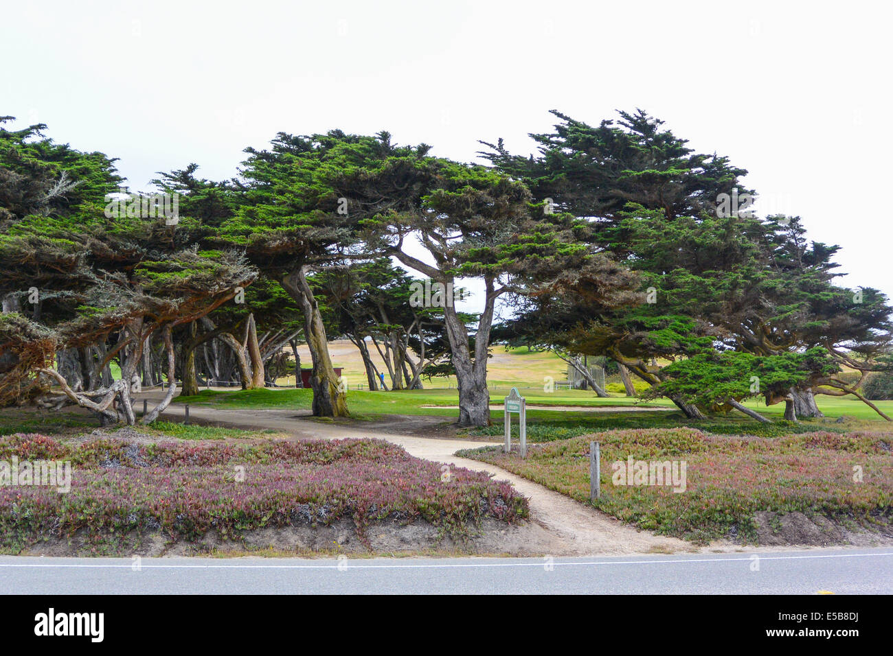 Cypress trees on the Pacific Grove golf course, Point Pinos, Pacific ...