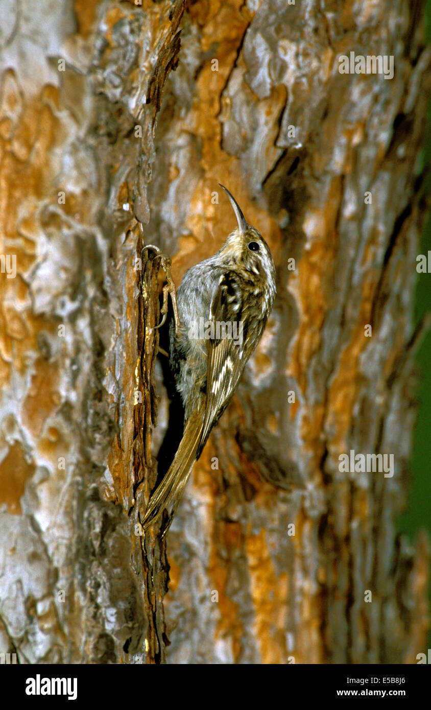 Short-toed Treecreeper - Certhia brachydactyla Stock Photo - Alamy
