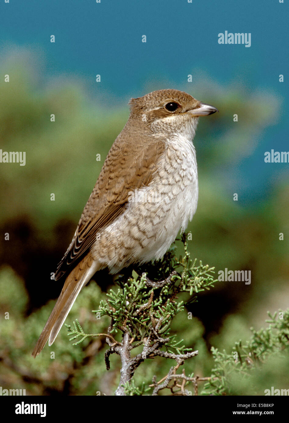 Red-backed Shrike Lanius collurio Stock Photo - Alamy