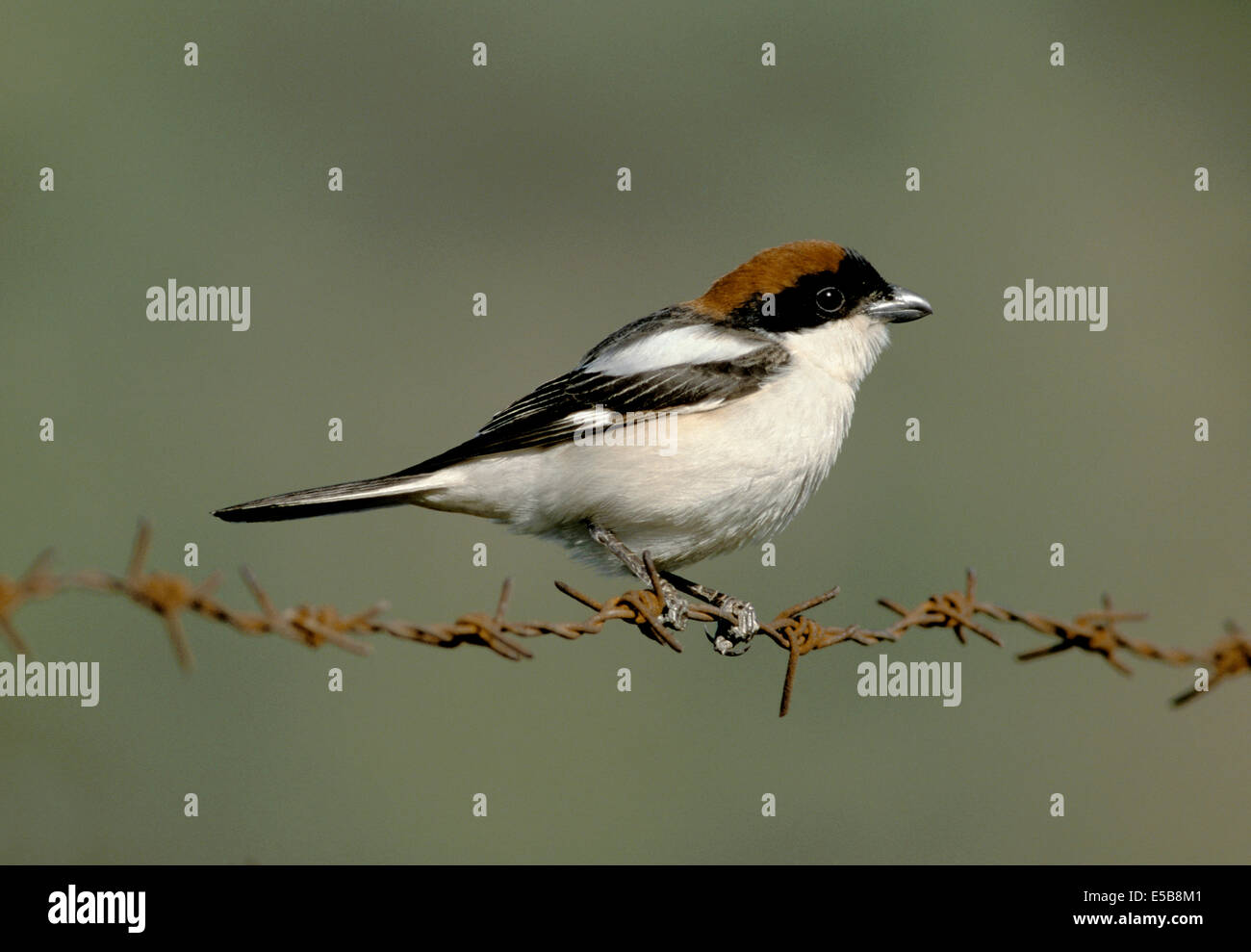 Woodchat Shrike Lanius senator Stock Photo - Alamy