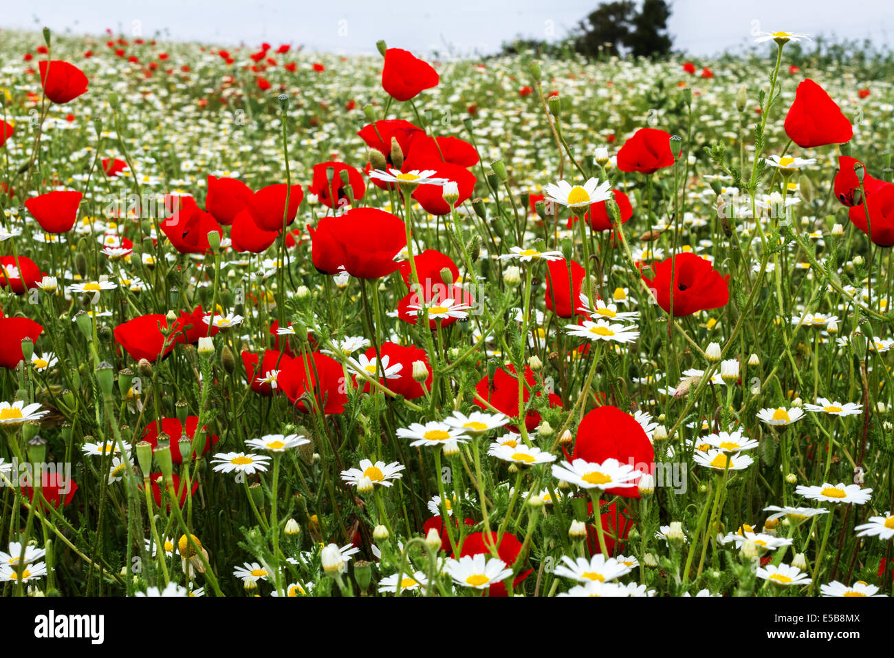 Wild red poppy and white daisy flowers in the meadow Stock Photo - Alamy