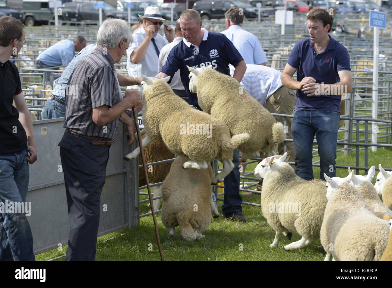 Border cheviot sheep hi-res stock photography and images - Alamy