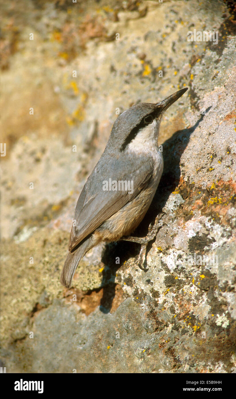 Western Rock Nuthatch - Sitta neumayer Stock Photo - Alamy