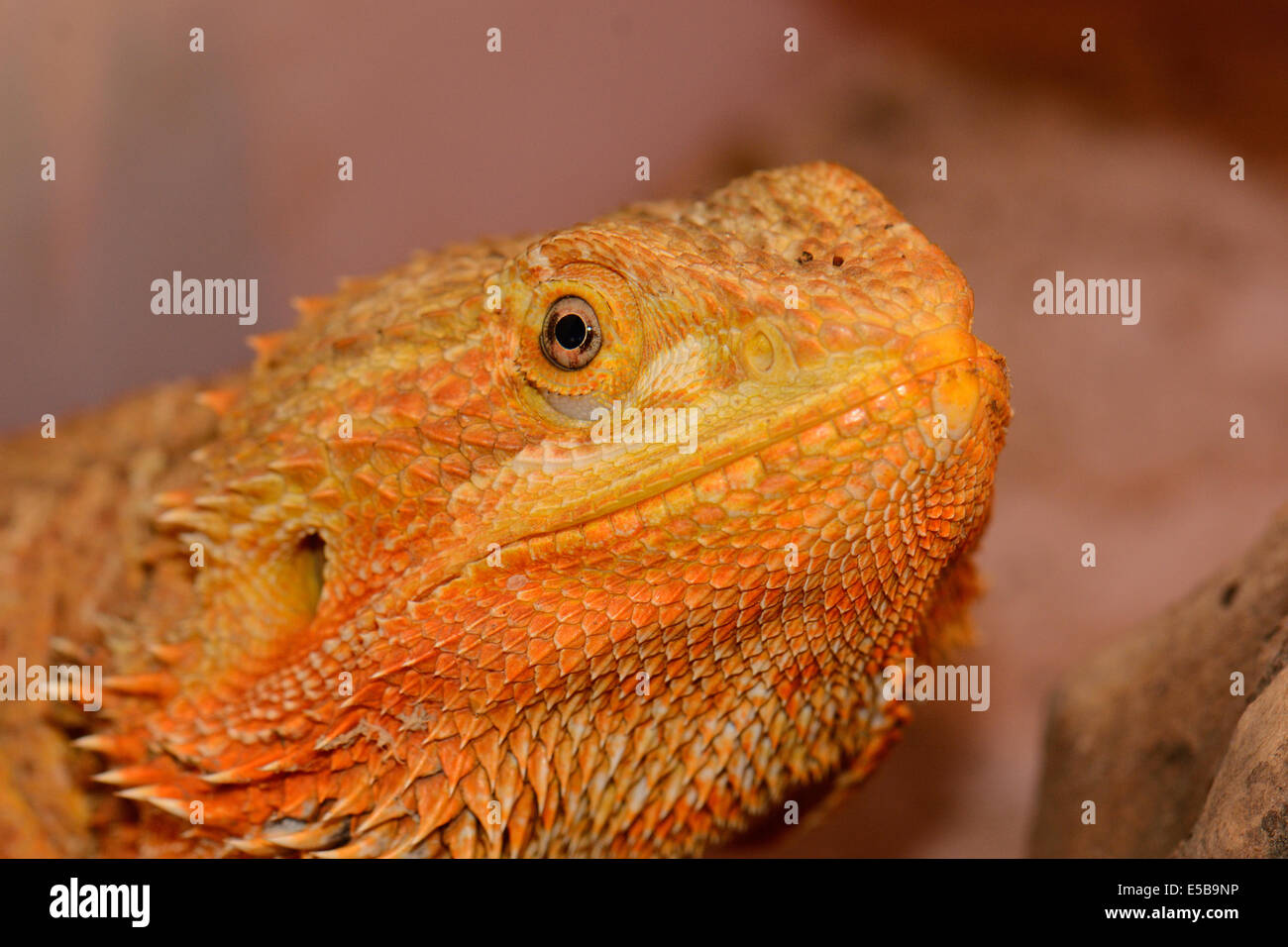 Adult bearded dragon hi-res stock photography and images - Alamy