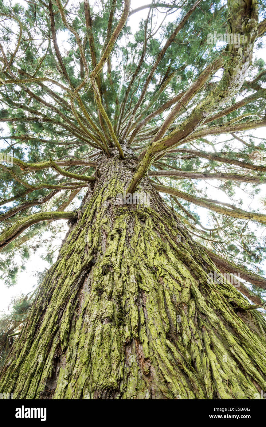 Trunk of a huge giant redwood tree Stock Photo - Alamy