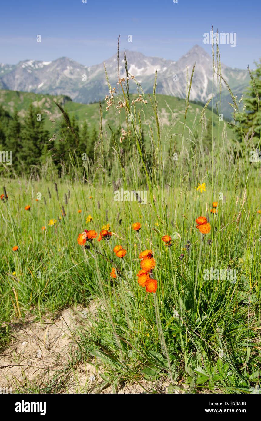 Red hawks beard hi-res stock photography and images - Alamy