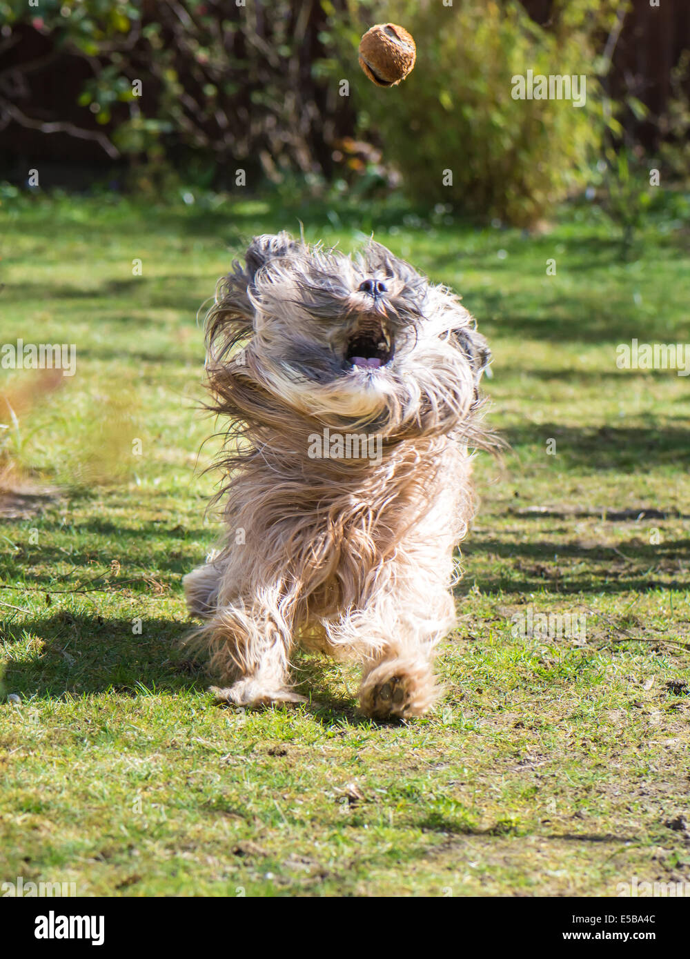 Dog Catching A Ball Stock Photos & Dog Catching A Ball Stock Images - Alamy