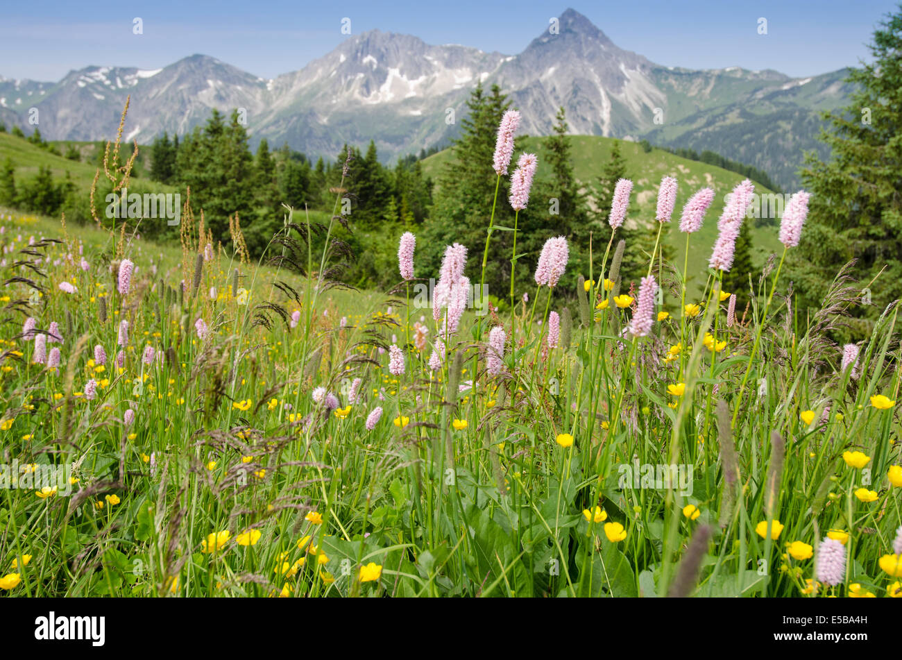 Austria alps grass flowers hi-res stock photography and images - Alamy