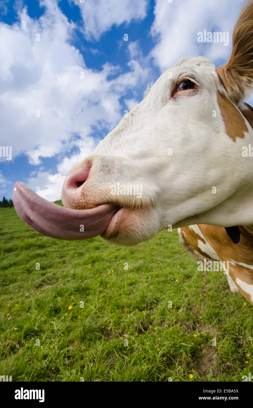 Blue tongue cow hi-res stock photography and images - Alamy