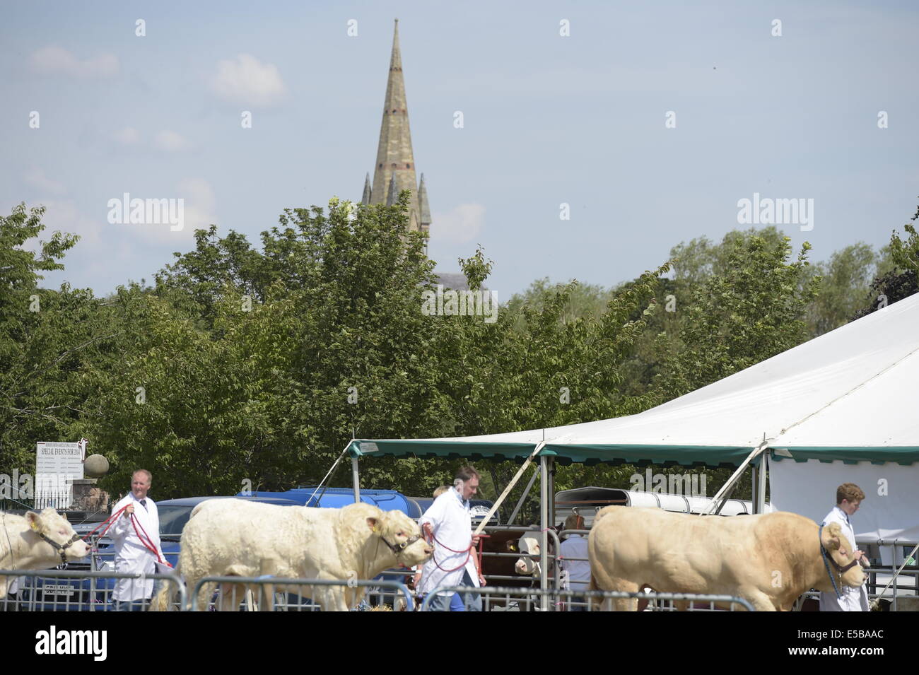 Kelso, UK. 26th July, 2014. Border Union Agricultural Show 2014 Cattle ...