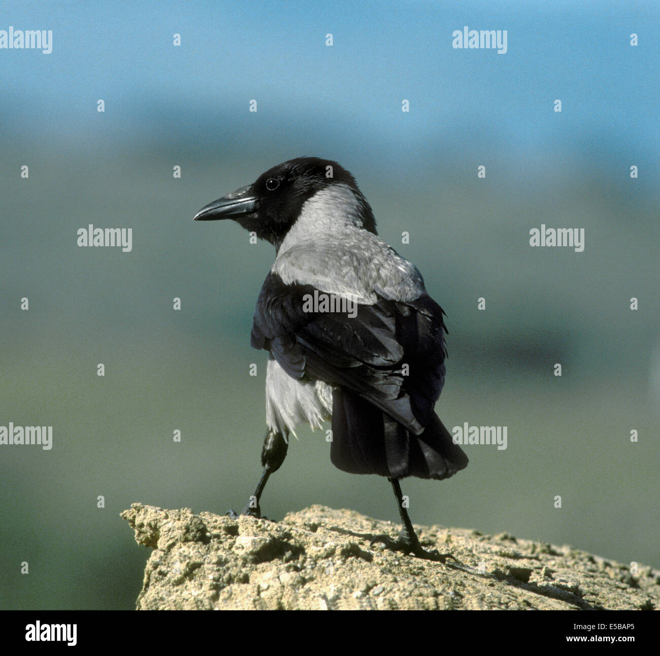 The Hooded Crow Corvus corone cornix Stock Photo - Alamy