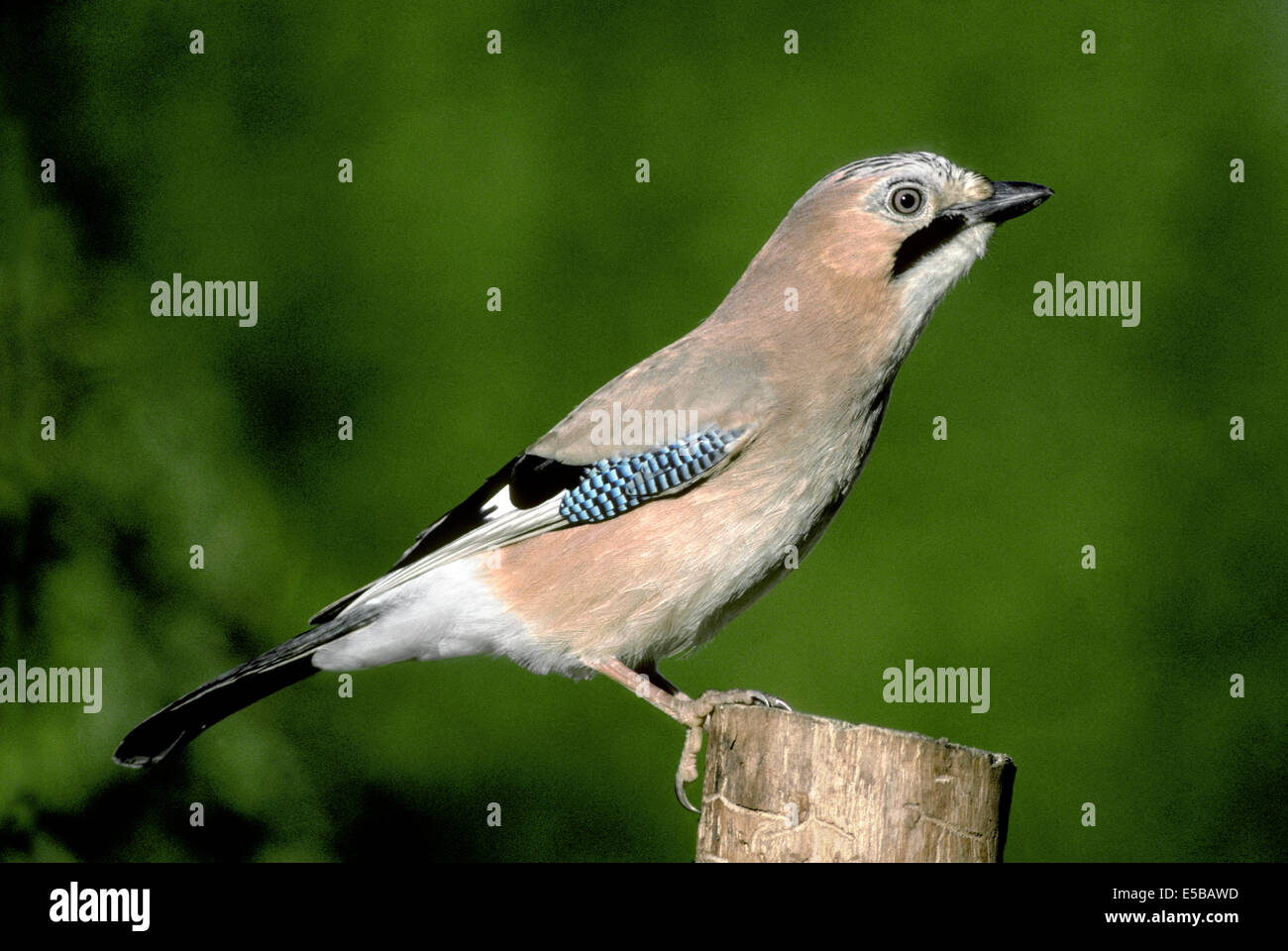 Jay Garrulus glandarius L 33-35cm. Colourful, wary bird identified in ...