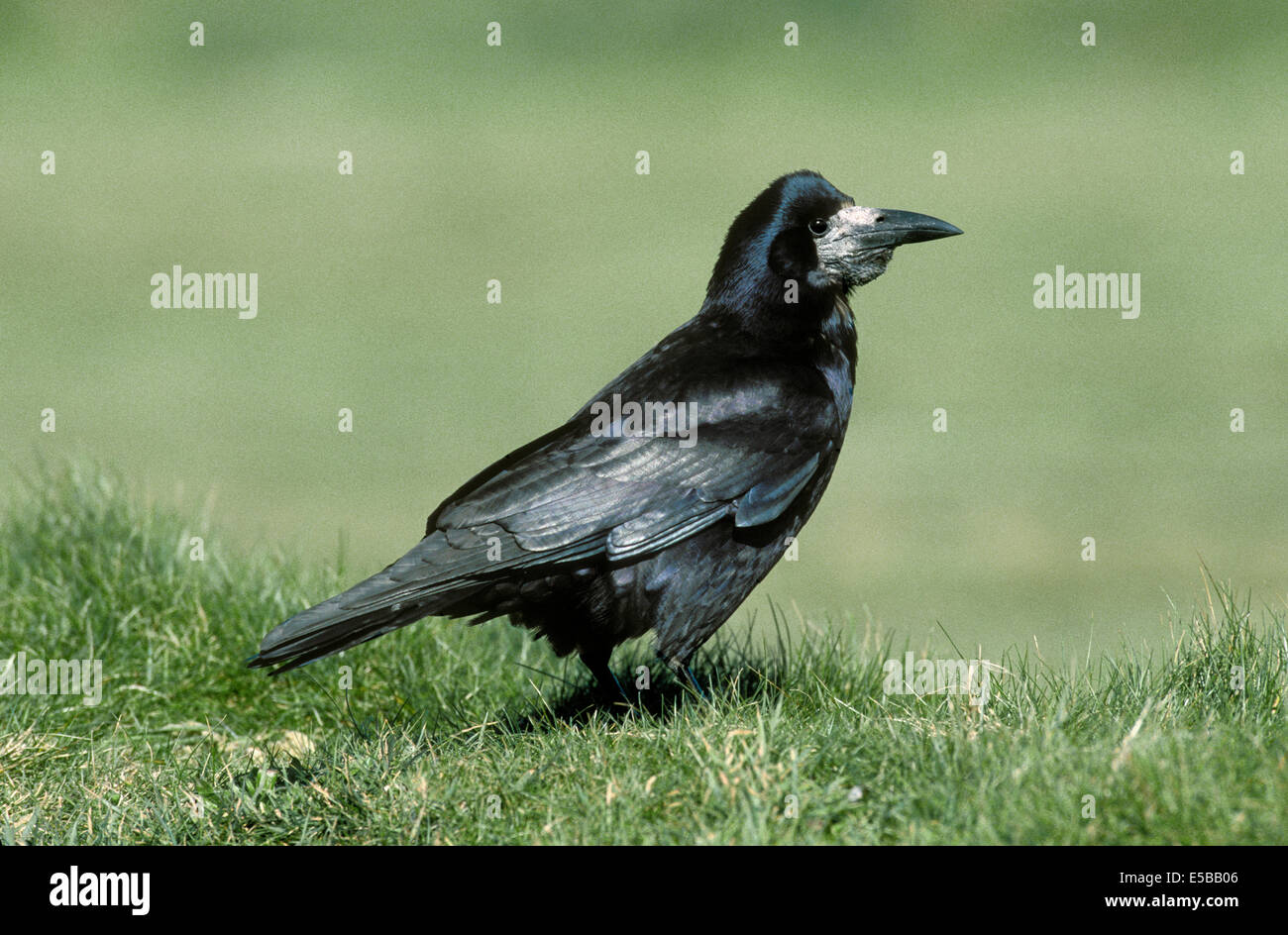 Rook Corvus frugilegus Stock Photo - Alamy