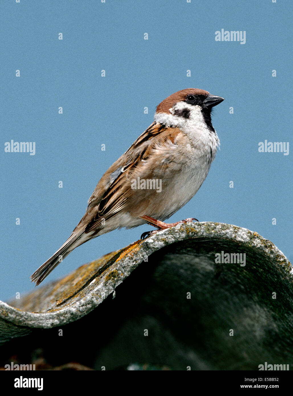Tree Sparrow Passer montanus Stock Photo - Alamy