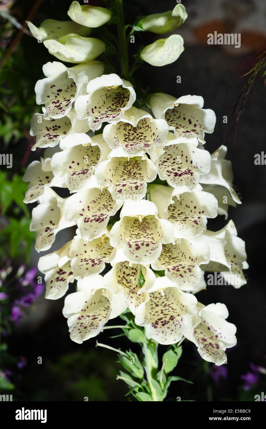 Bell flower plant in a garden of italy Stock Photo - Alamy