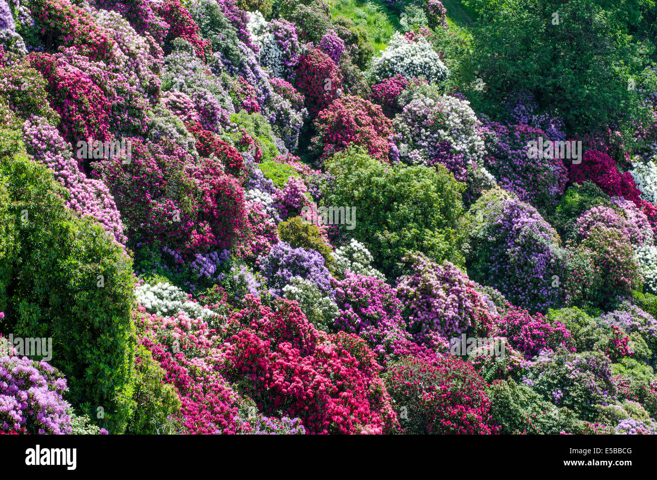 Azalea bed hi-res stock photography and images - Alamy