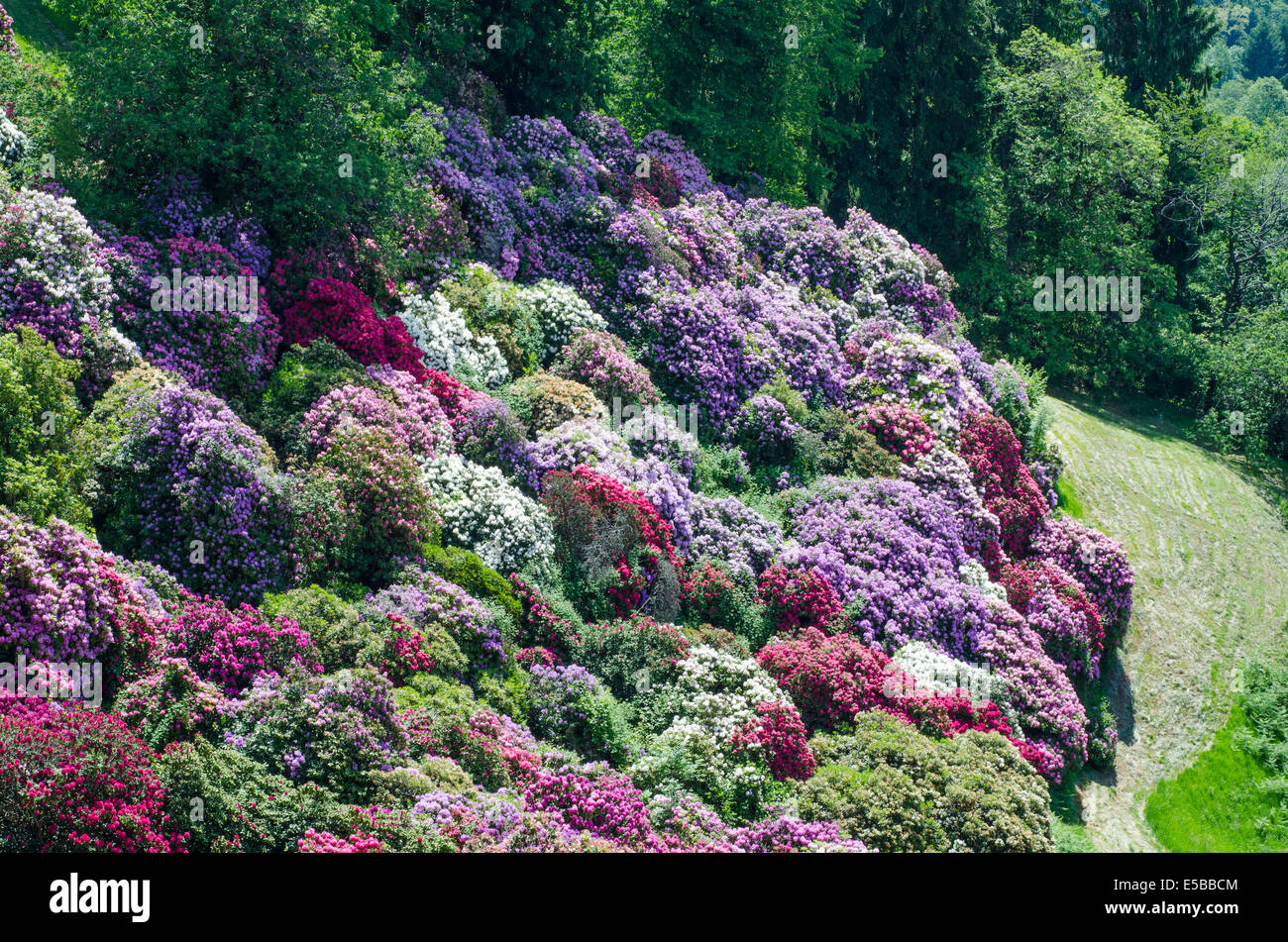 Azalea bed hi-res stock photography and images - Alamy