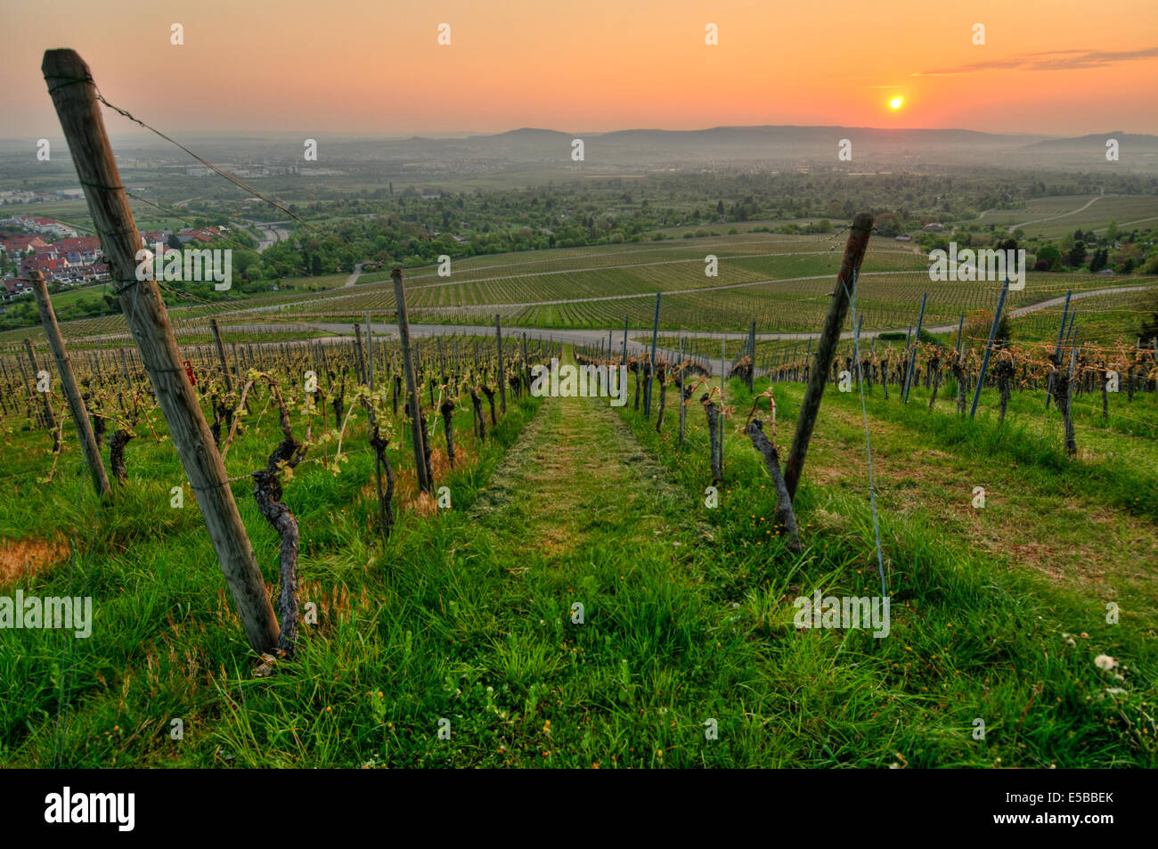 Morning sun in a German vineyard in spring Stock Photo - Alamy