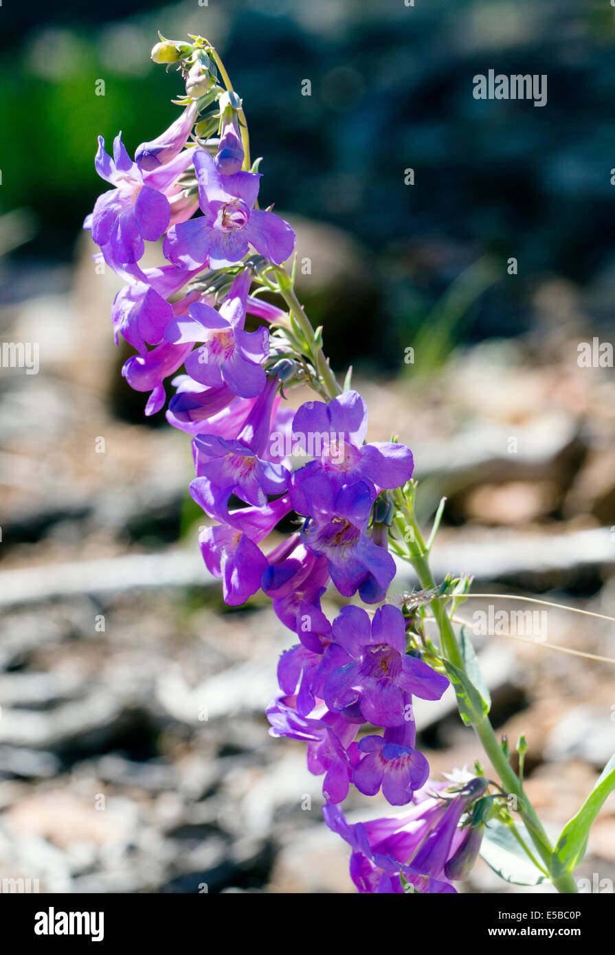 Penstemon virgatus; Penstemon unilateralis; One-sided Penstemon ...