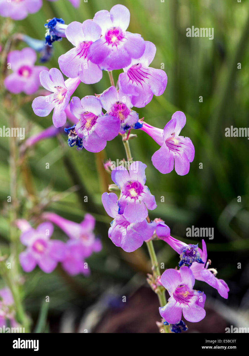 Penstemon virgatus; Penstemon unilateralis; One-sided Penstemon ...