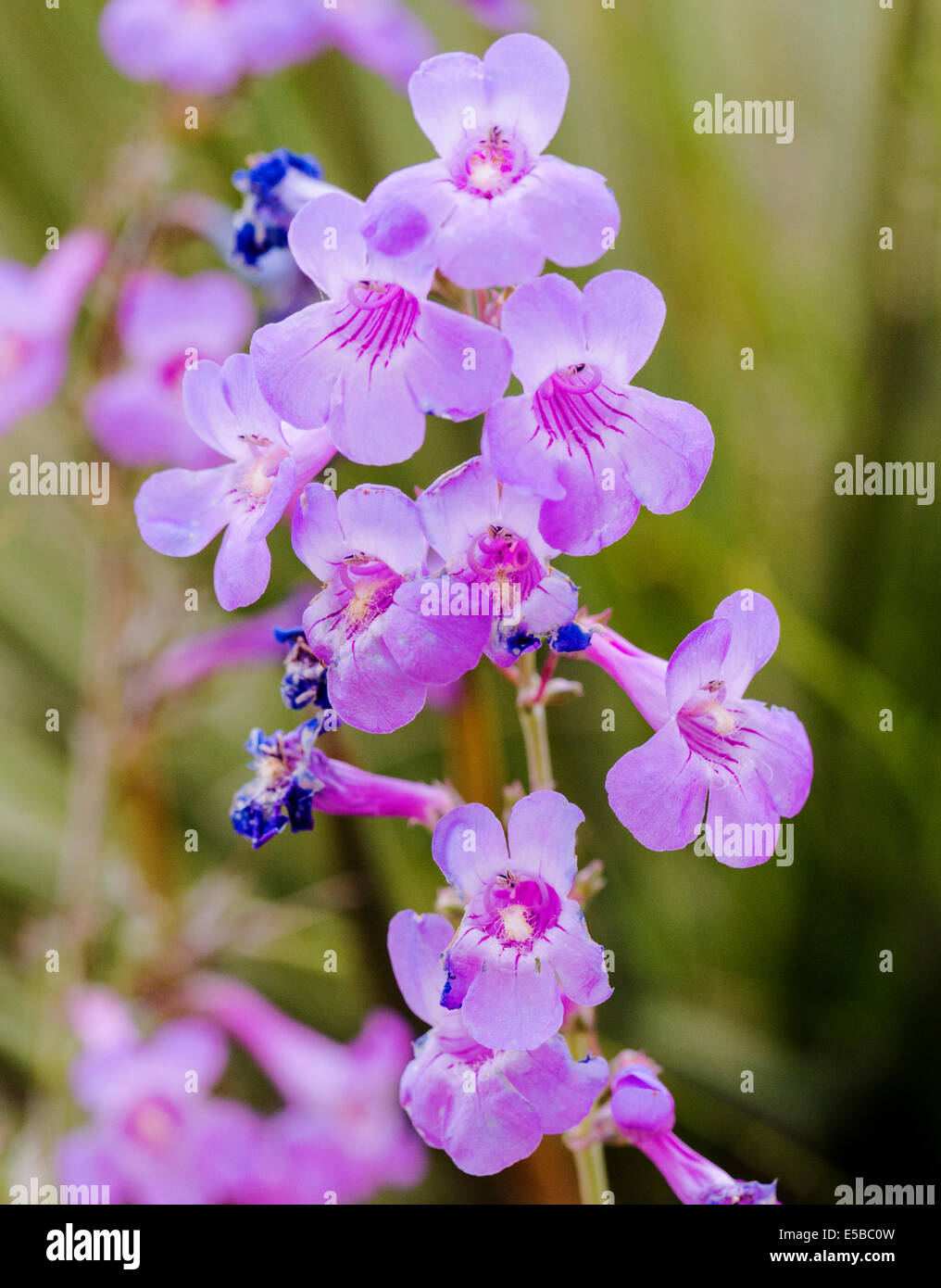 Penstemon virgatus; Penstemon unilateralis; One-sided Penstemon ...