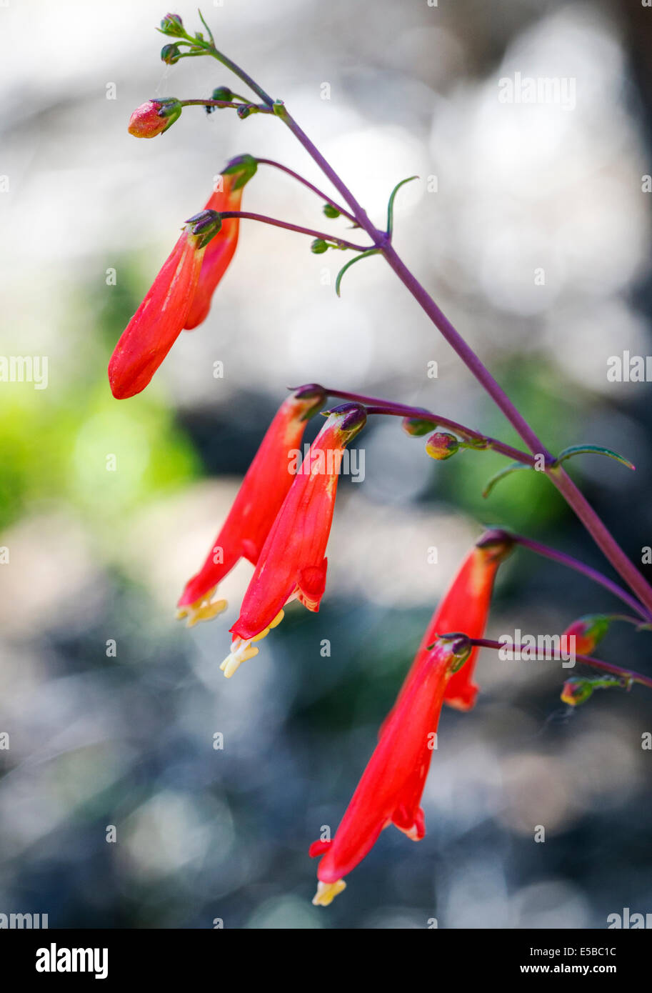 Beautiful red Scarlet Bugler, Penstemon barbatus, torreyi ...