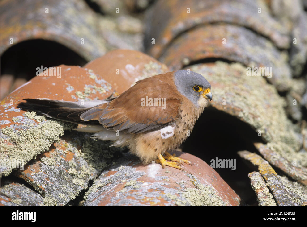 Lesser Kestrel, Male - Falco naumanni Stock Photo - Alamy