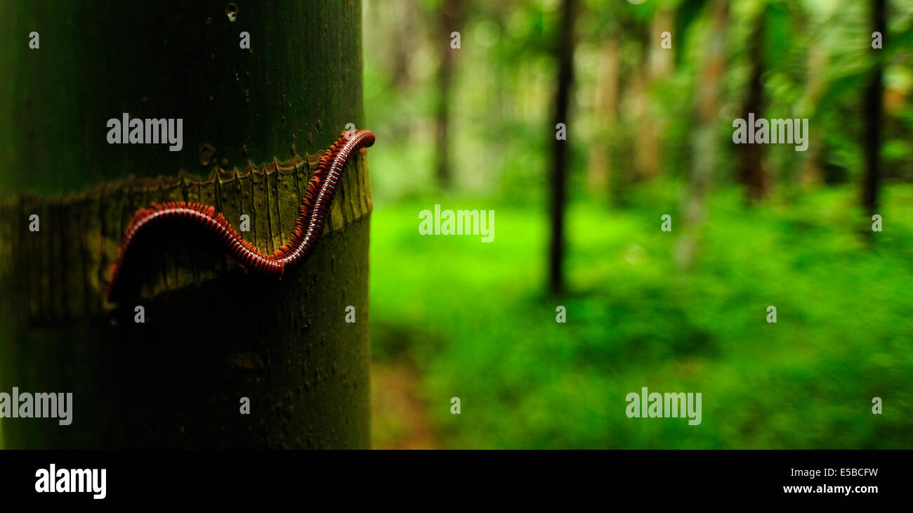 Millepedes hi-res stock photography and images - Alamy