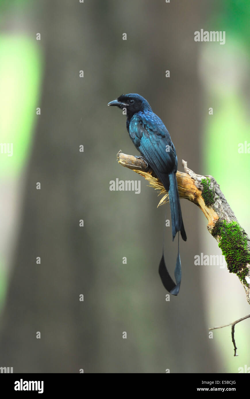 Racket Tailed Drongo Stock Photo - Alamy