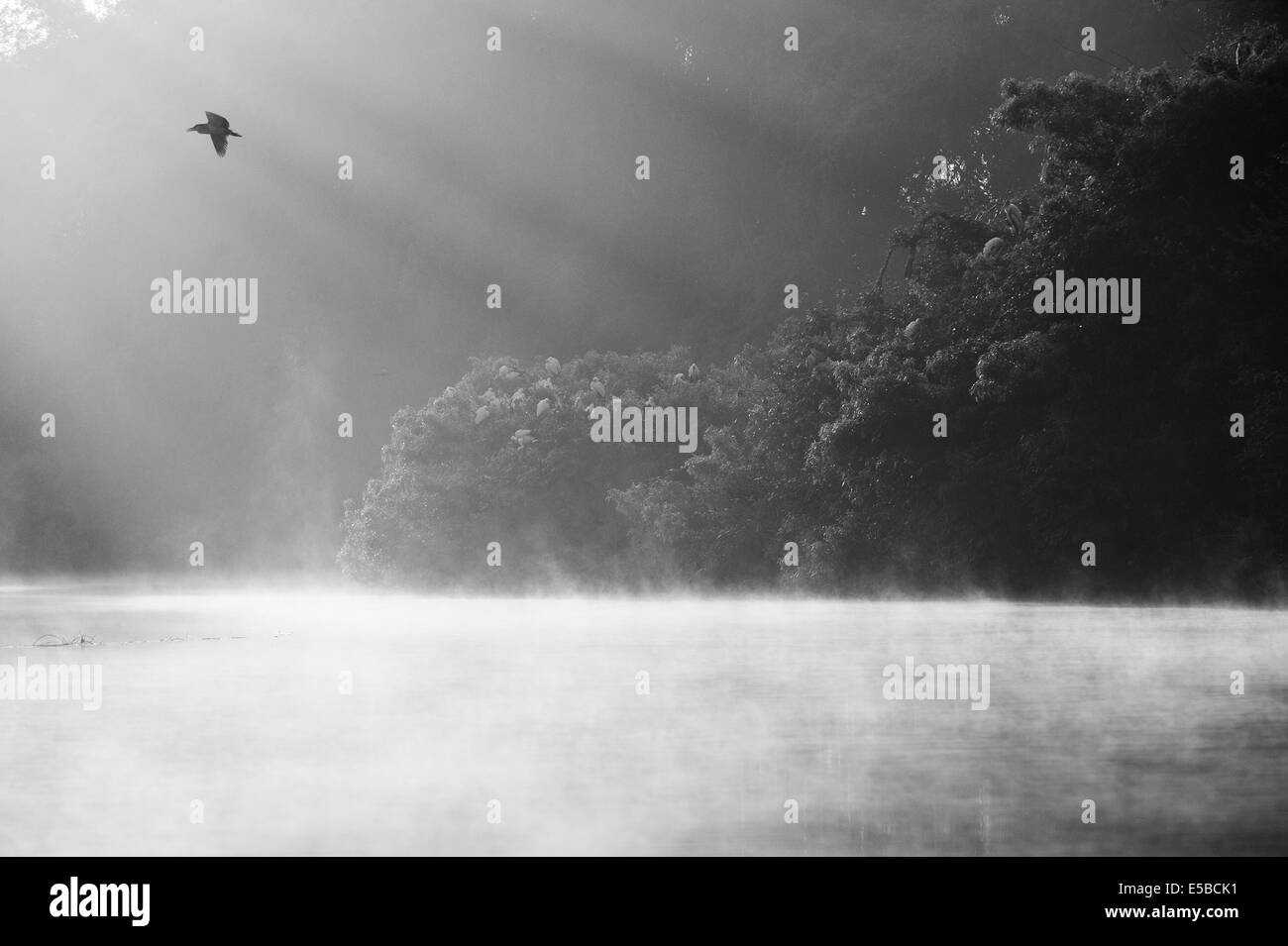 Art of bird Black and White Stock Photos & Images - Alamy