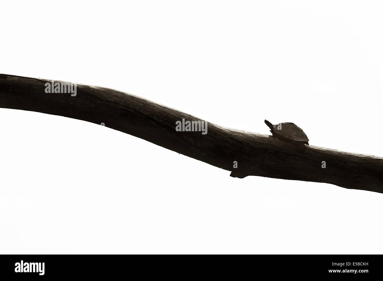 Indian Tent Turtle Stock Photo - Alamy