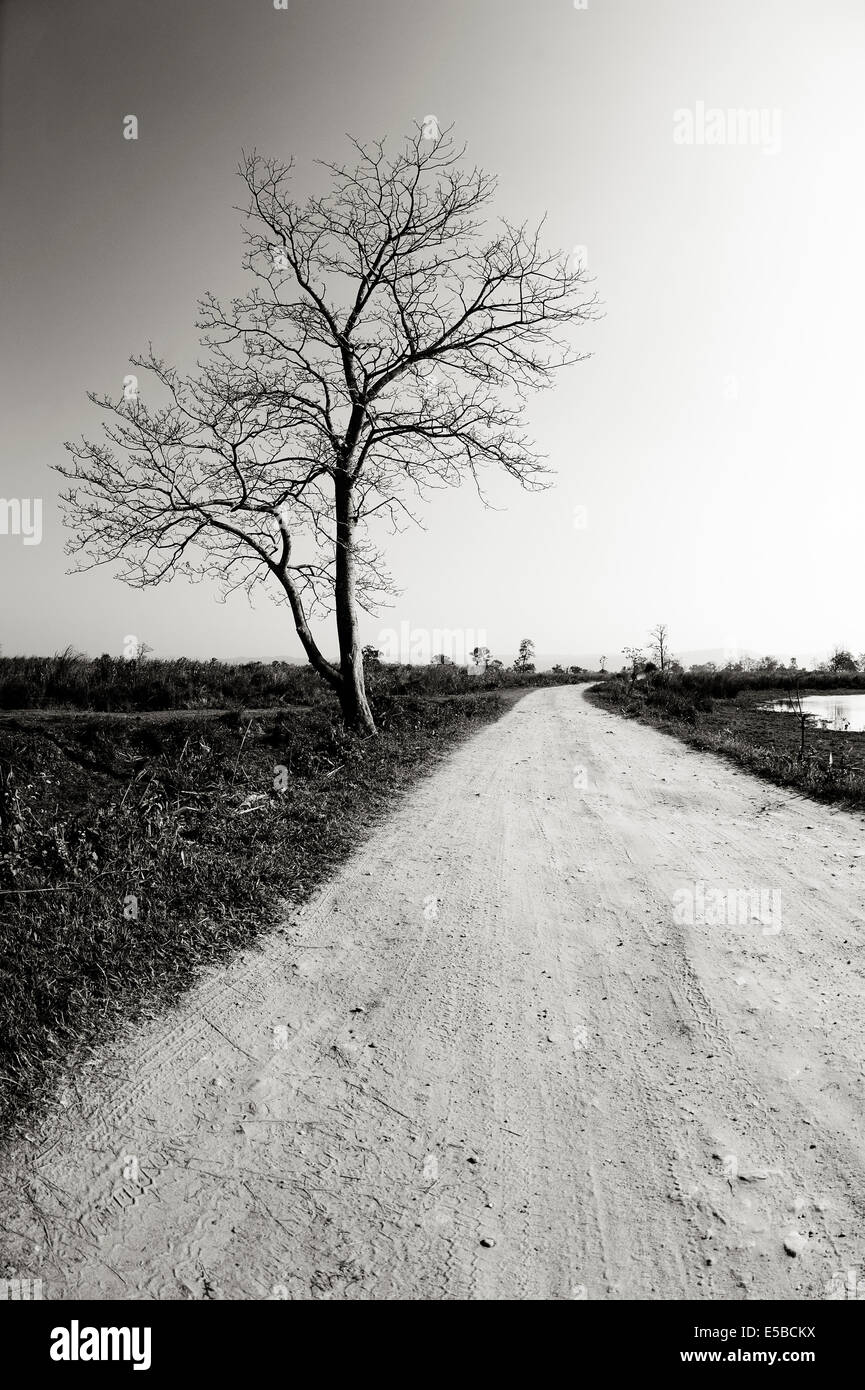 Tree path art hi-res stock photography and images - Alamy