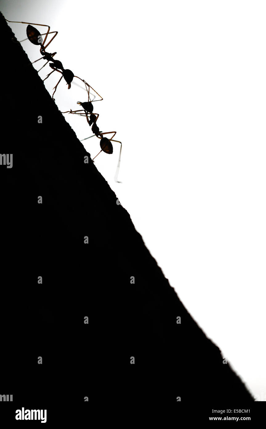 Ant conversation hi-res stock photography and images - Alamy