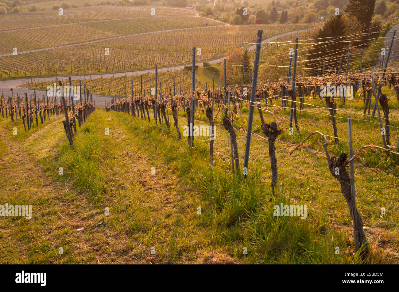 Stake plants in spring hi-res stock photography and images - Alamy
