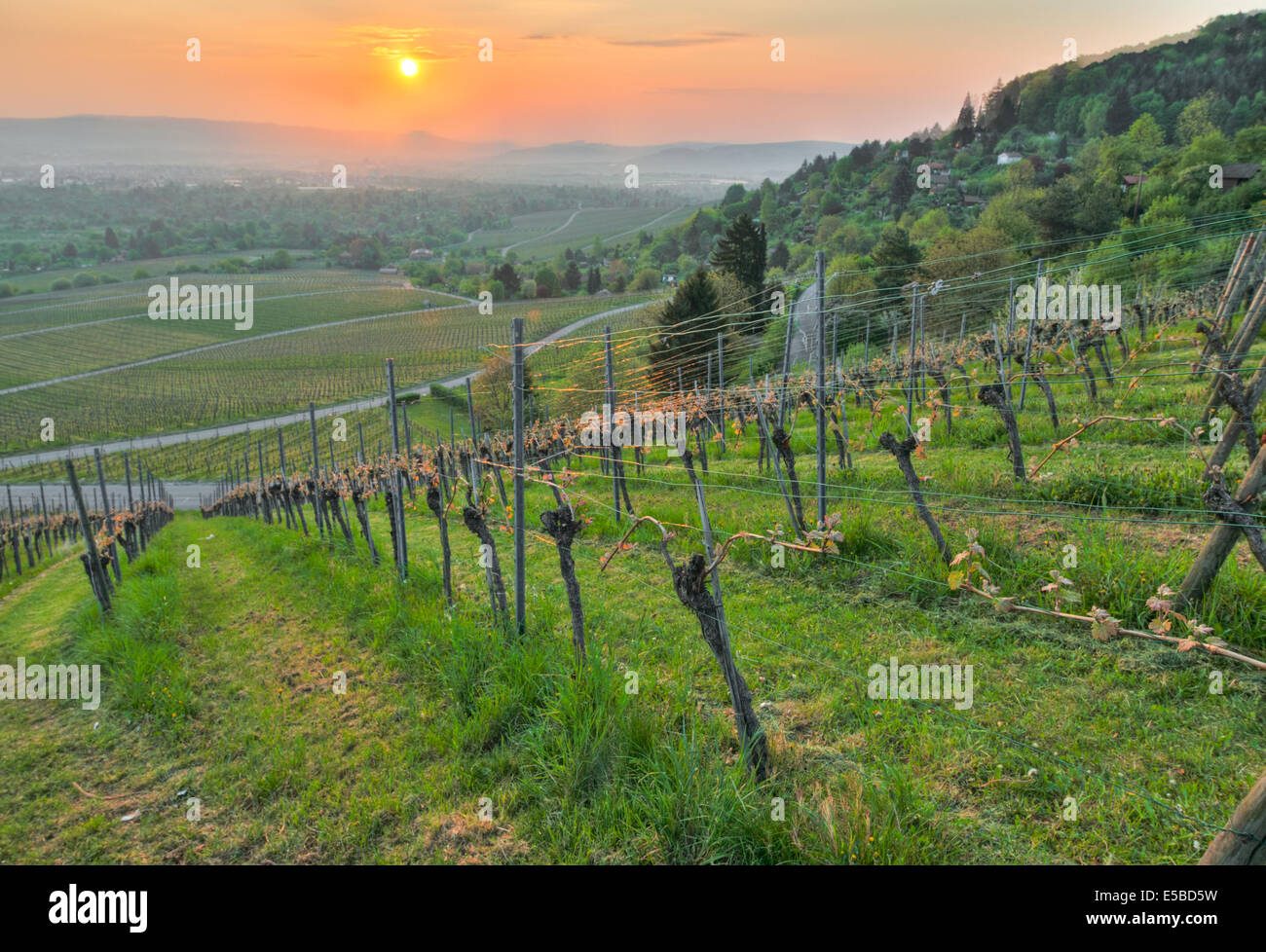 Sunrise in spring in a wine growing region Stock Photo - Alamy